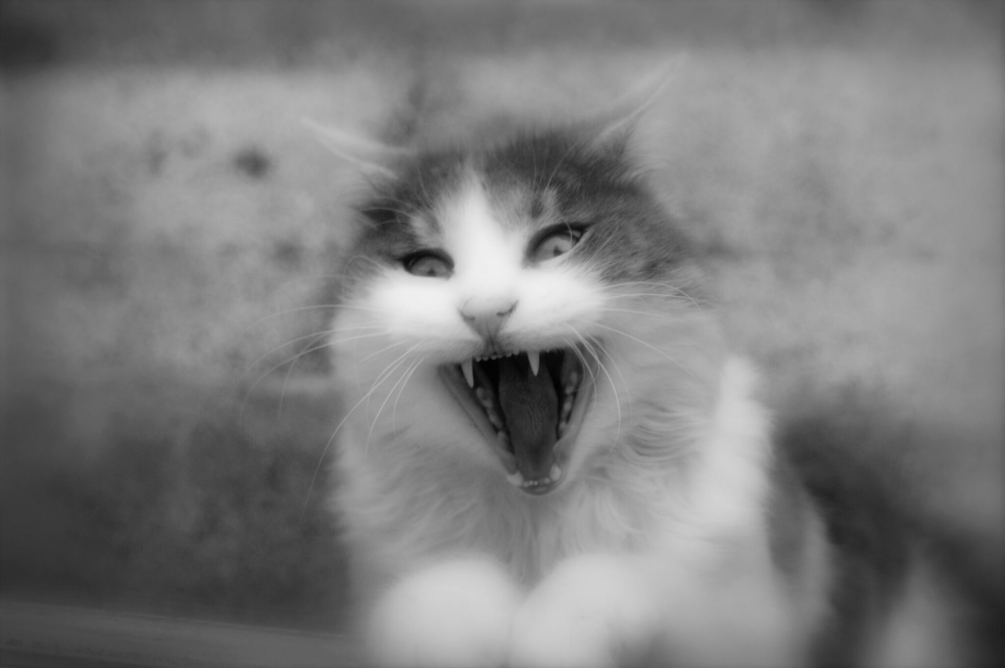 Le chat qui feule est un chat qui communique