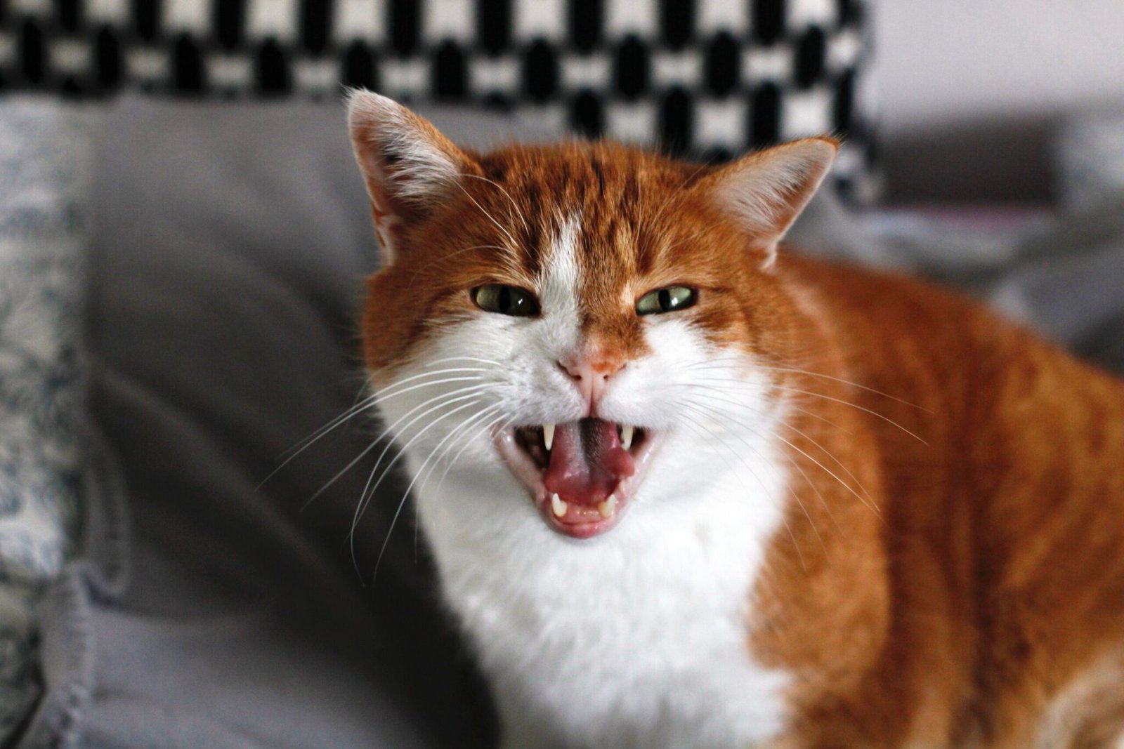 Le chat qui feule est un chat qui communique