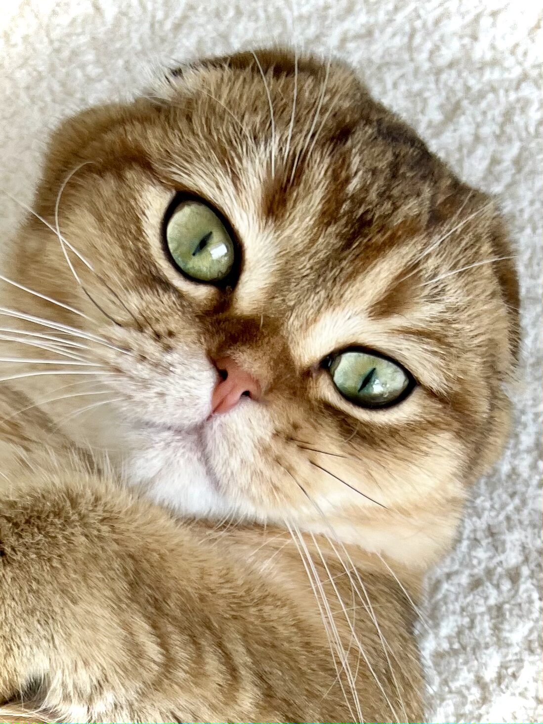 Le Chat et le Soleil : poème félin de Maurice Carême