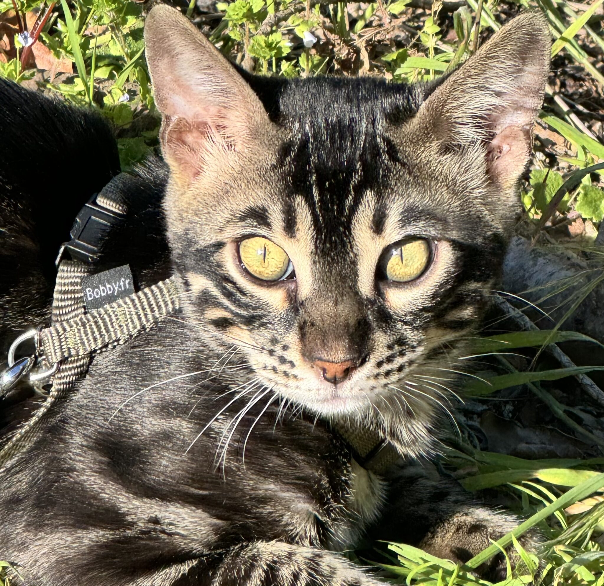 Chat et bébé : mythes, cohabitation et conseils pratiques