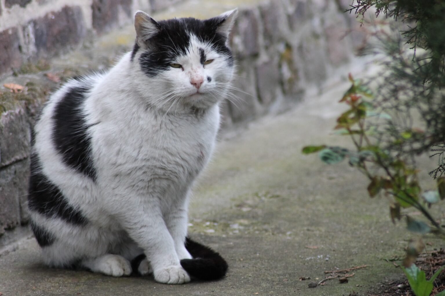 Chat errant : comprendre sa vie, sa souffrance et nos devoirs
